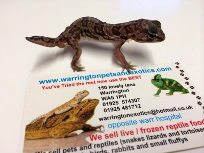 African Clawed Gecko (Holodactylus Africanus) | Lizards | Warrington ...
